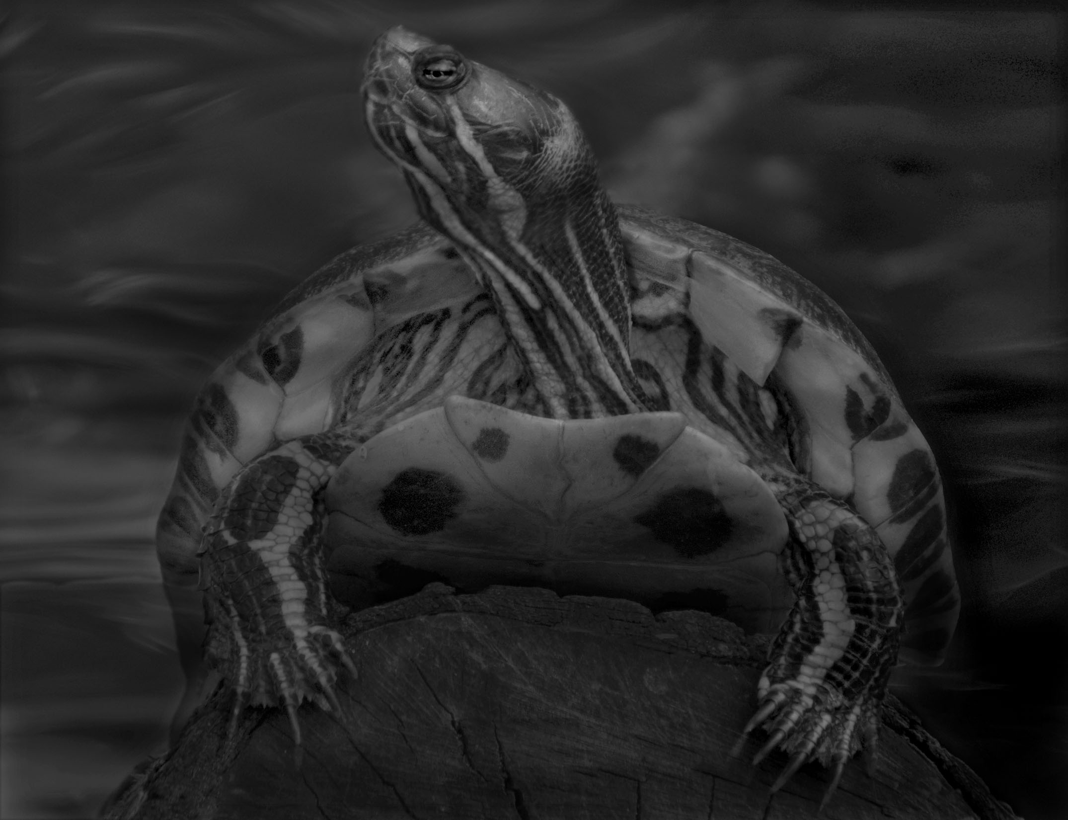 Turtle, 2024 - Schilt Publishing and Gallery